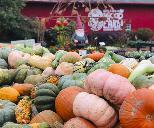 The Good Earth Garden Center Blog - Gardening & Landscaping Services ...